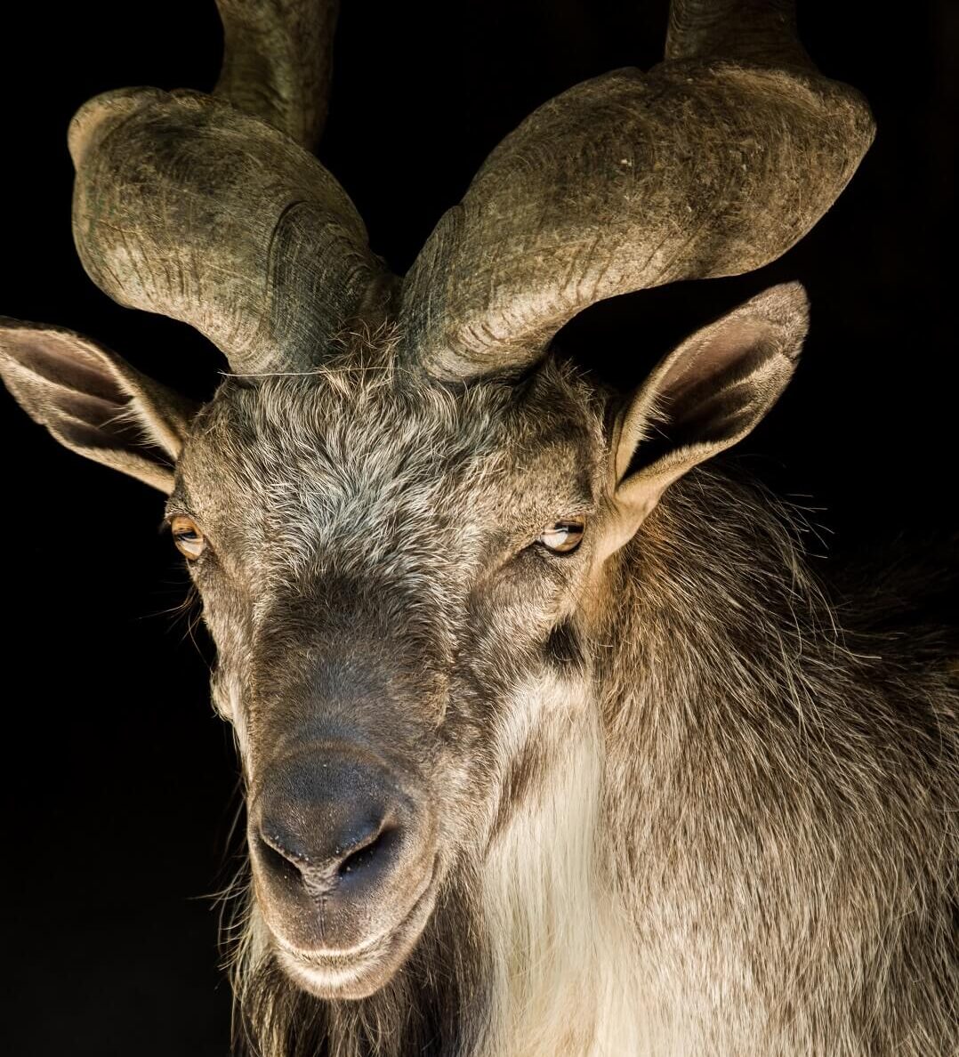 The Azazel Goat and the Leader of the Demons | Passion For Truth